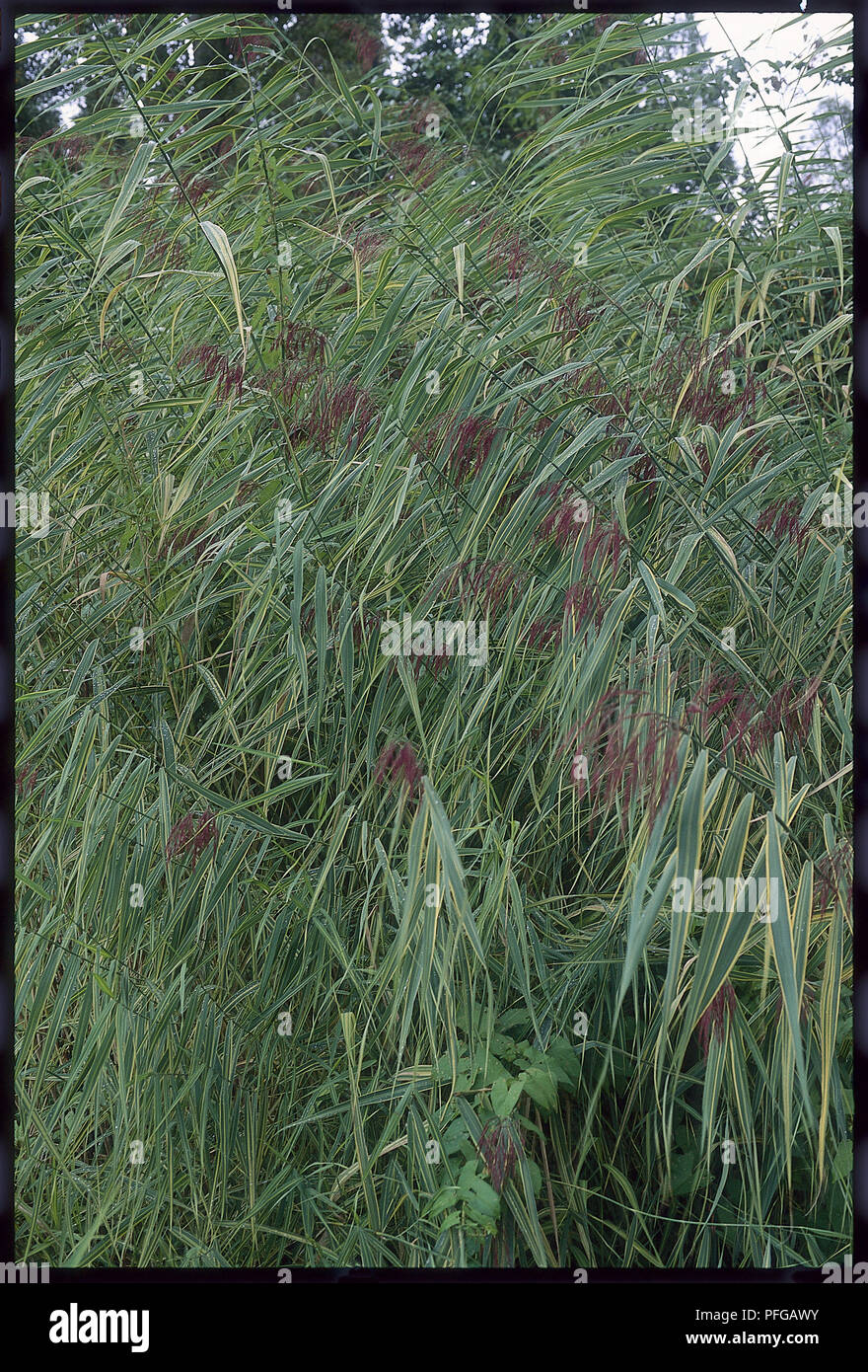 Phragmites australis reeds Stock Photo - Alamy