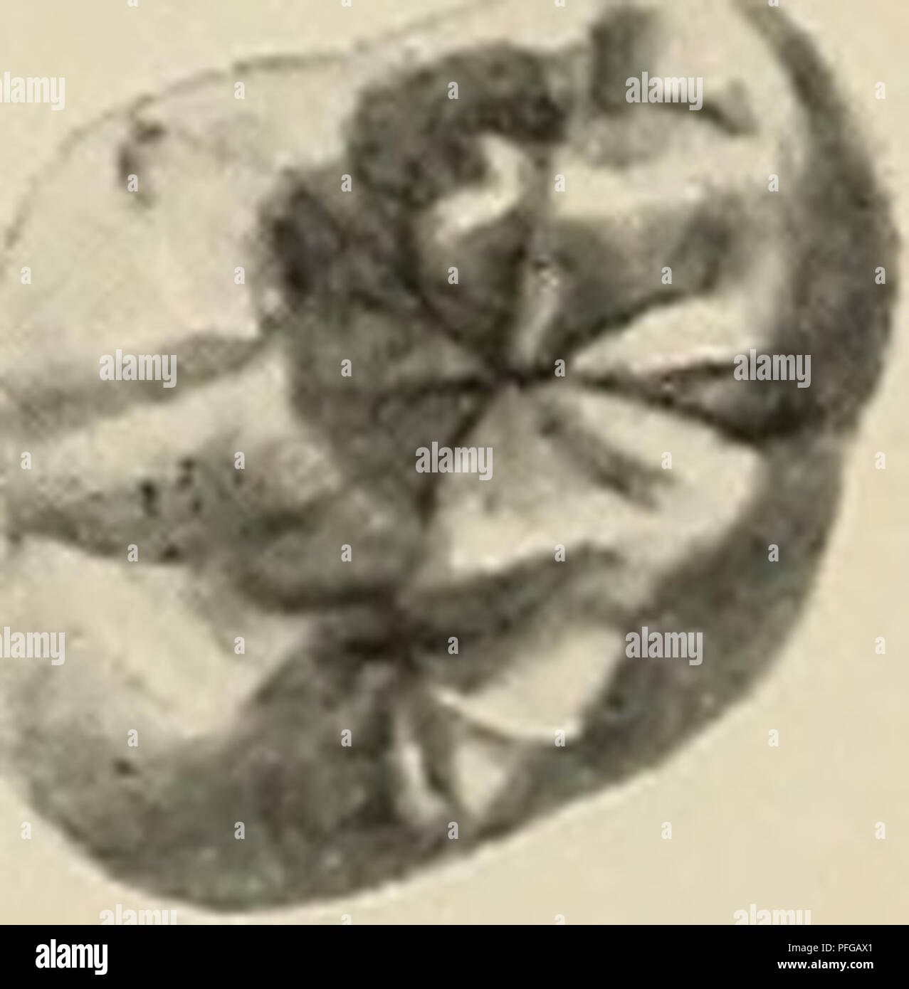 This comparative anatomical study examines the teeth of humans and ...