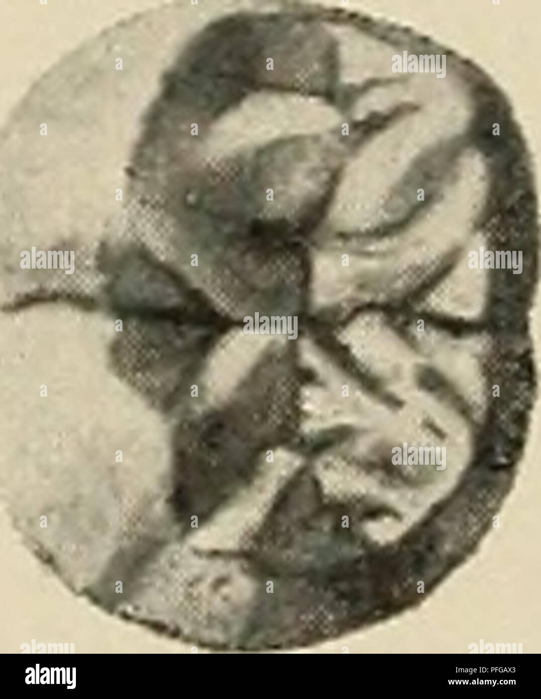 This comparative anatomical study examines the teeth of humans and ...