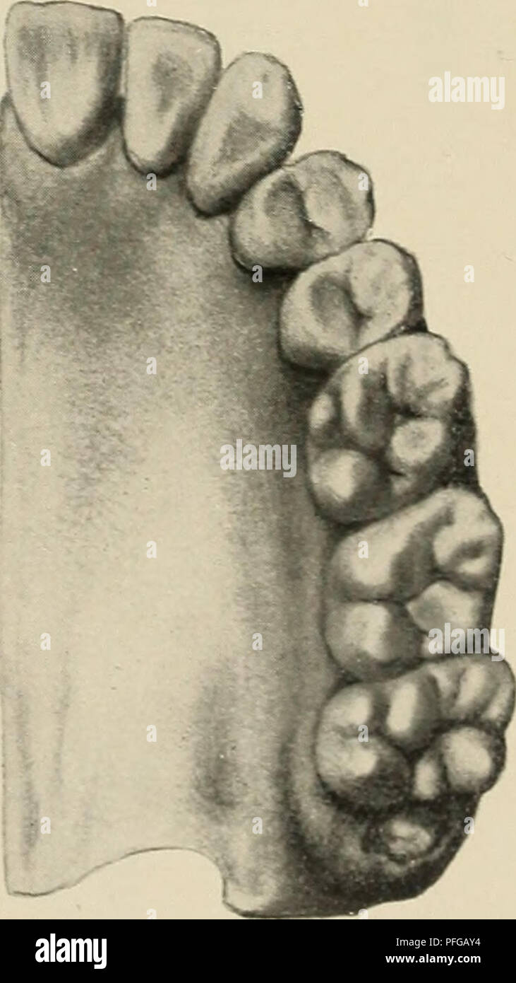 This anatomical study compares the dental structures of humans and ...