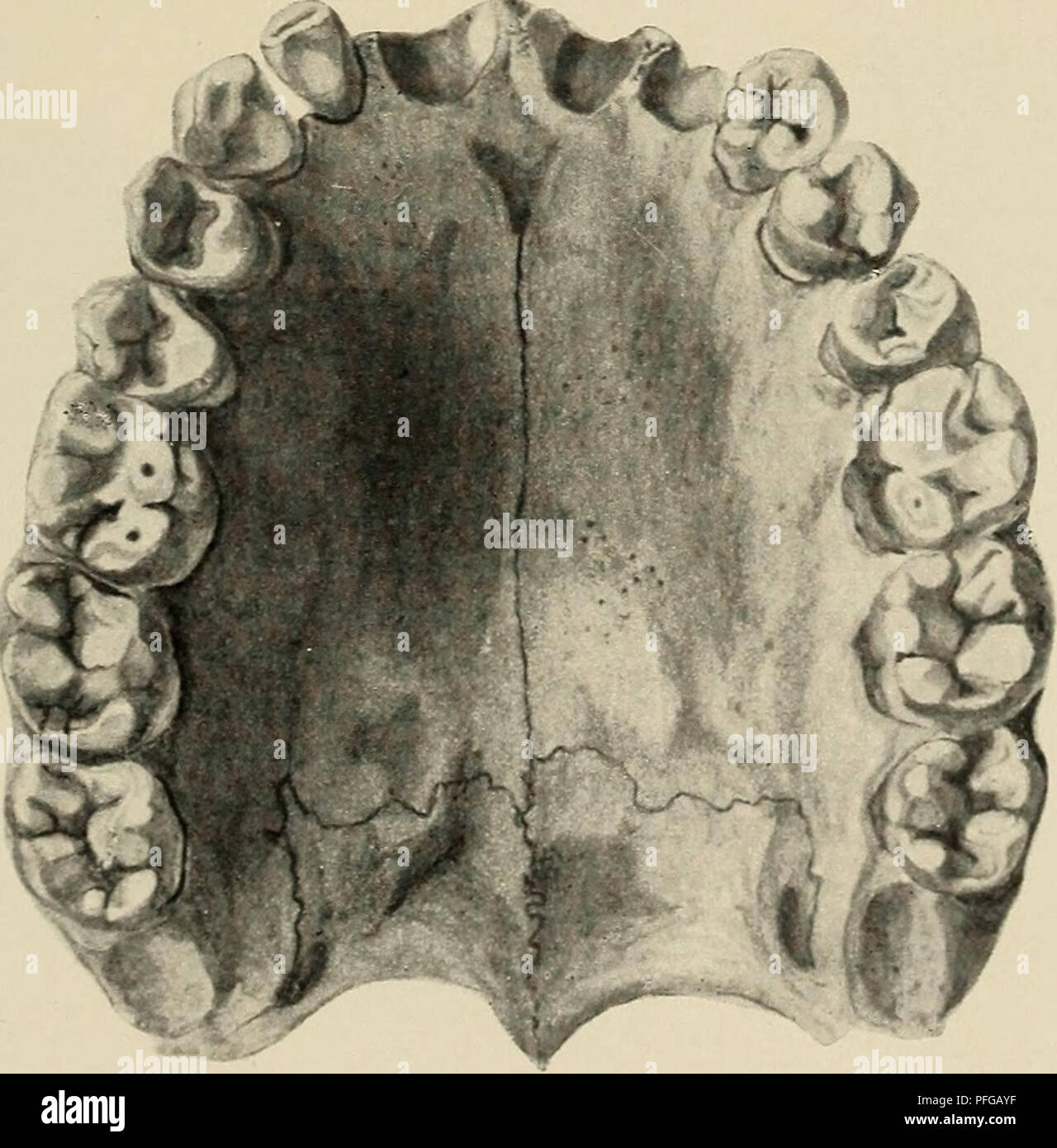 This comparative anatomical study focuses on the teeth of humans and ...
