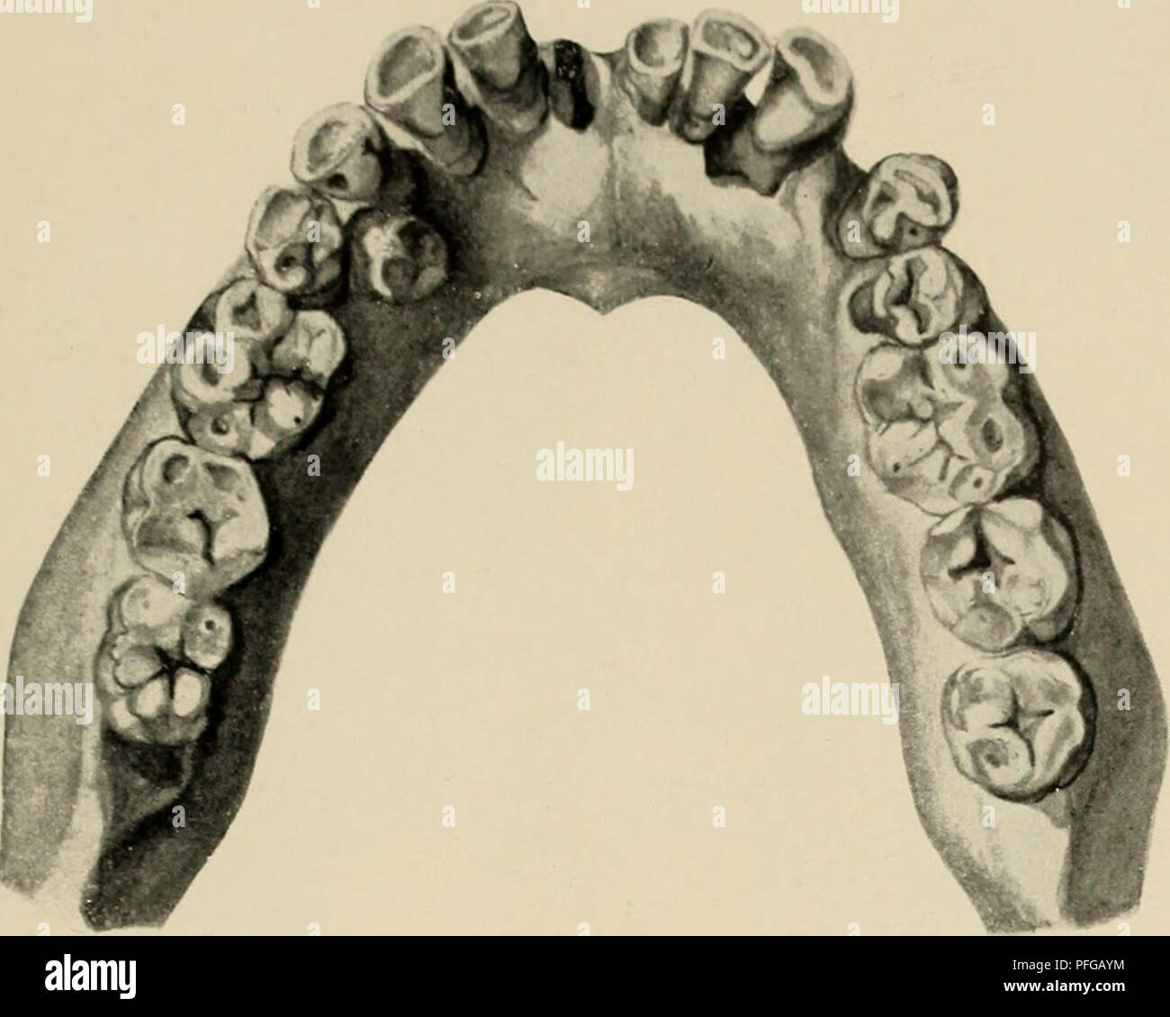 This comparative anatomical study focuses on the teeth of humans and ...