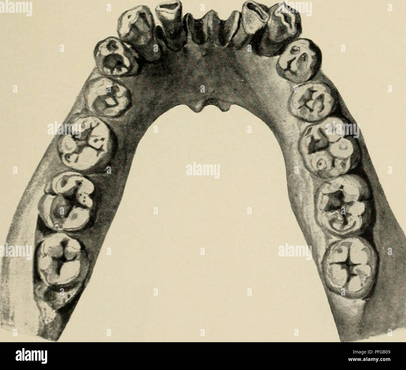 This work offers a comparative anatomical study of human and primate ...
