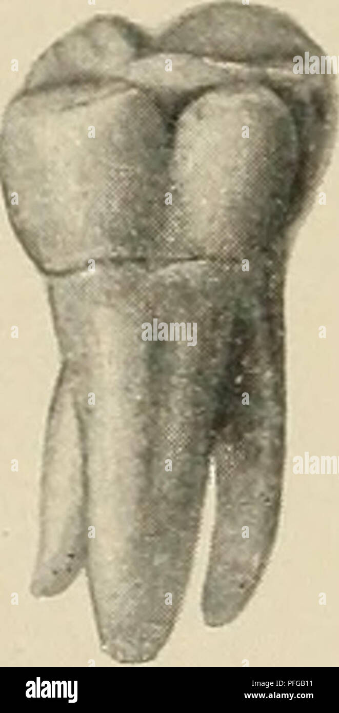 This work presents a comparative anatomical study of human and ...