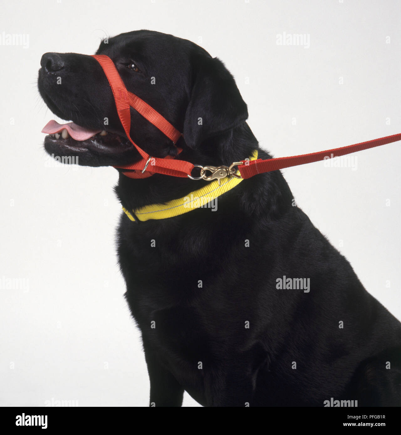 Black Labrador wearing head halter, collar and lead Stock Photo - Alamy