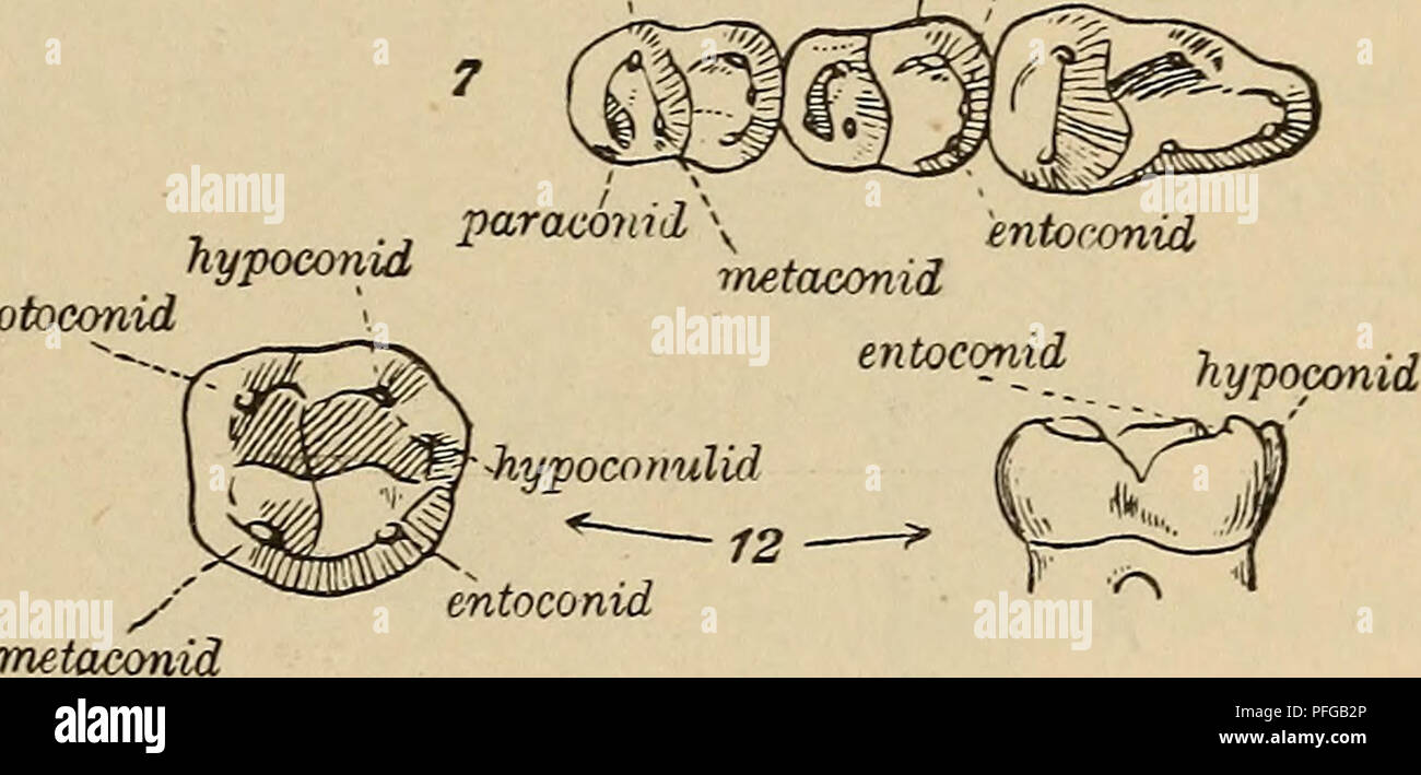 This comparative anatomical study by Paul Adloff examines the human and ...
