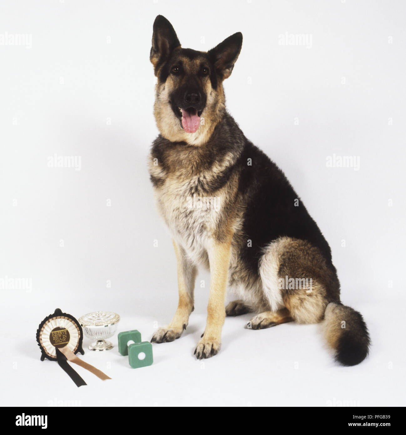 German dog breeds hi-res stock photography and images - Alamy