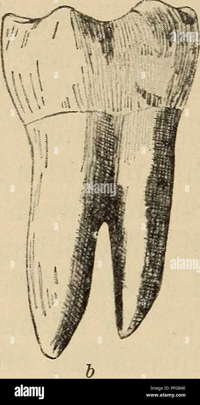 This comparative anatomical study examines the teeth of humans and ...