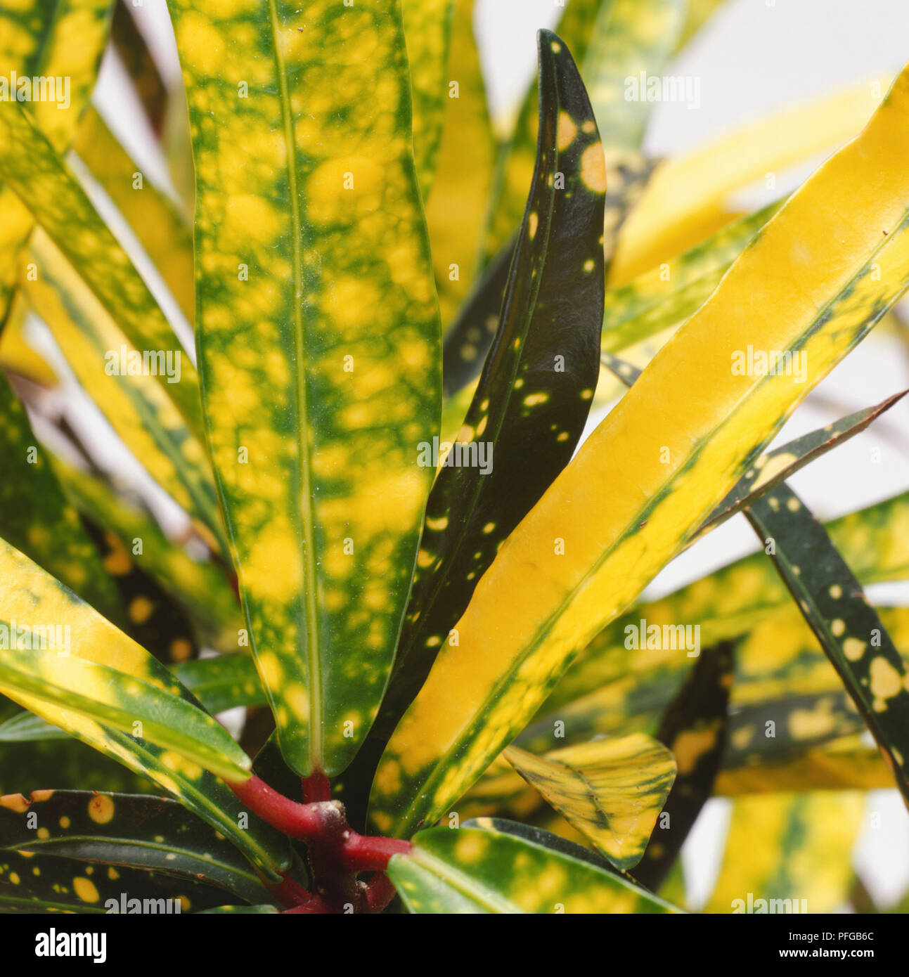 Codiaeum 'Gold Star' (Croton Stock Photo - Alamy