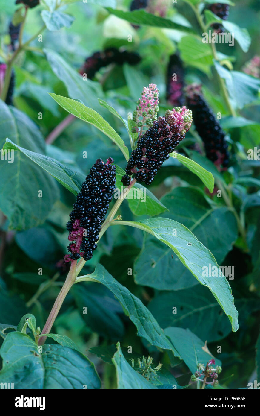 Purple berries and leaves from Phytolacca americana (American pokeweed ...