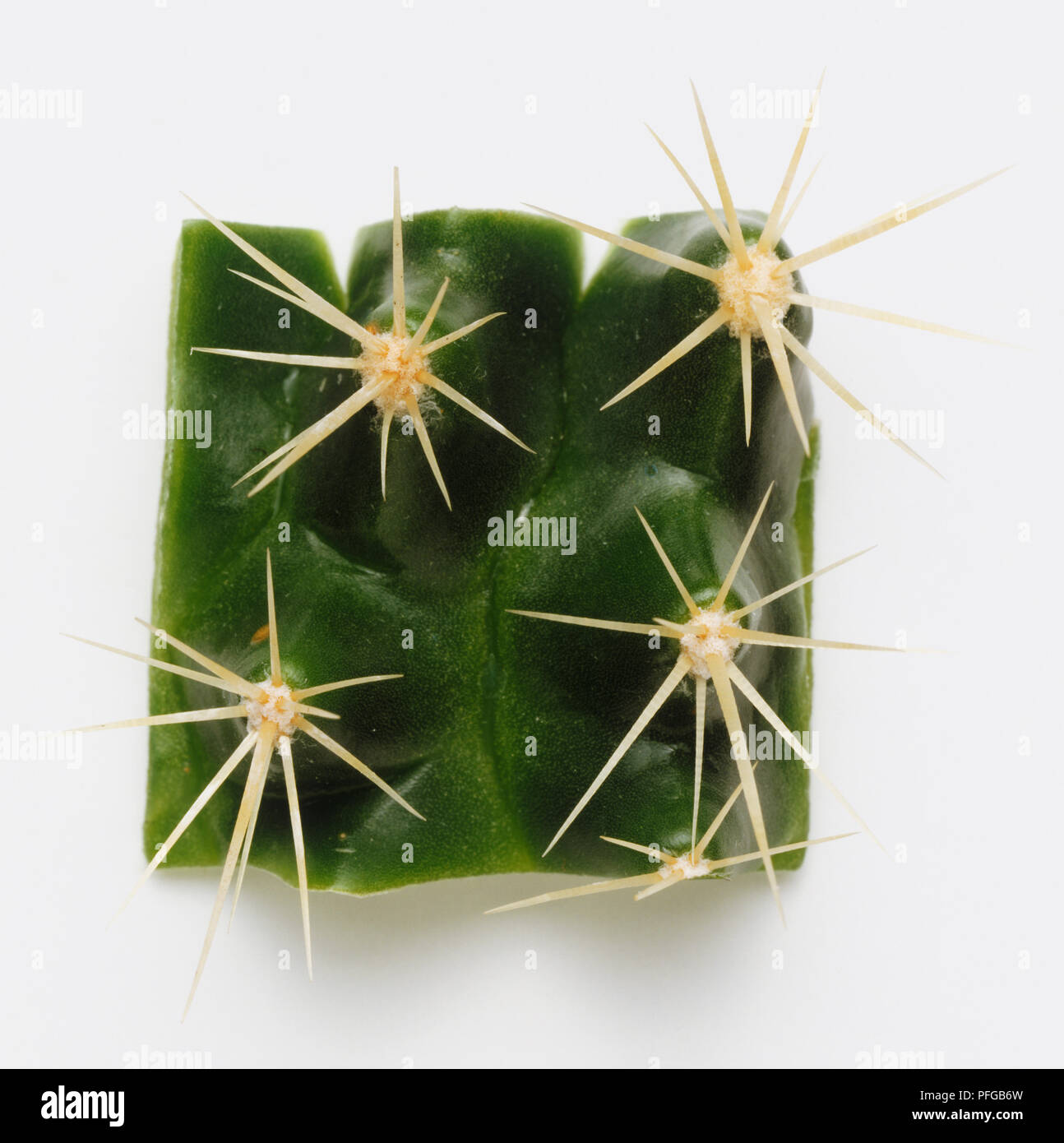 Cactus anatomy hi-res stock photography and images - Alamy