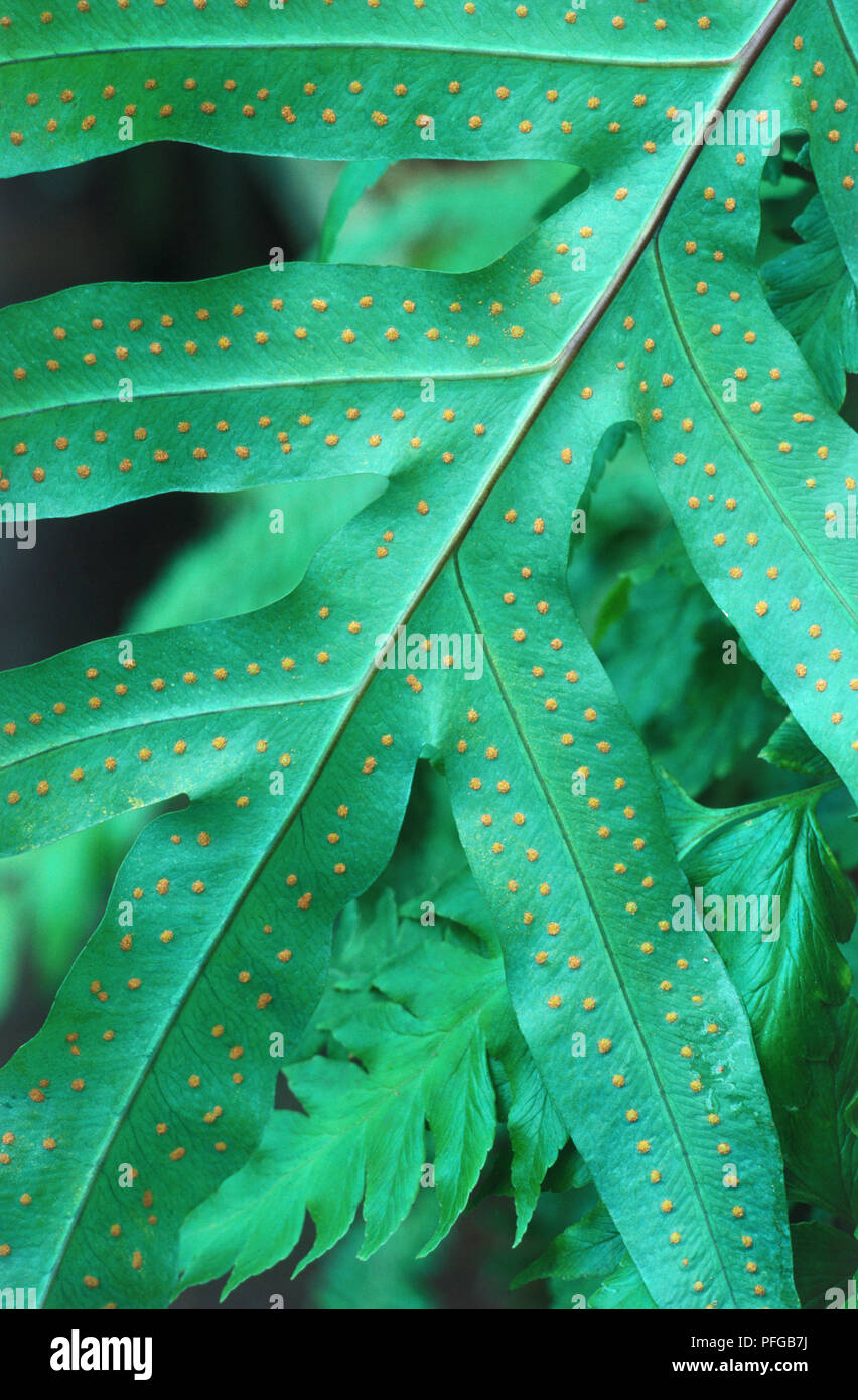 Phlebodium aureum (Golden Polypody, Hare's Foot Fern), green leaves ...