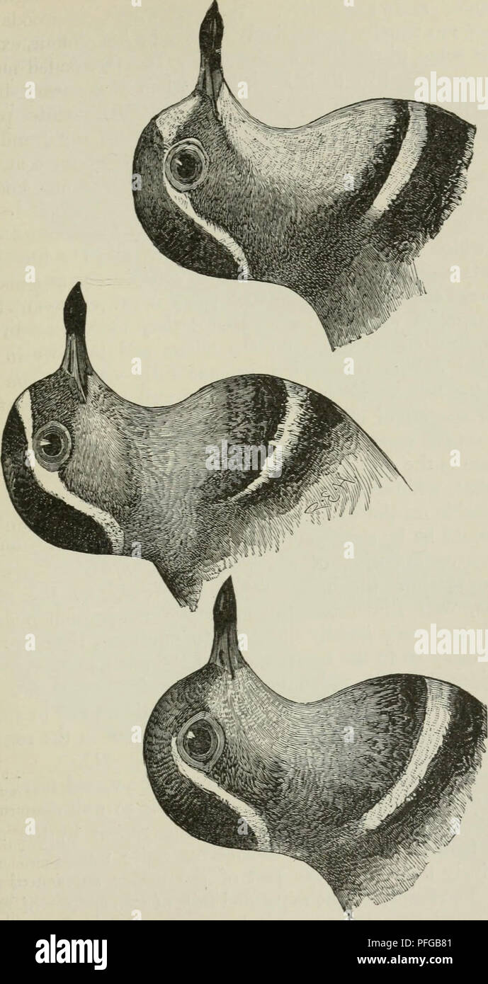 This image showcases Alfred Russel Wallace’s work on the theory of ...