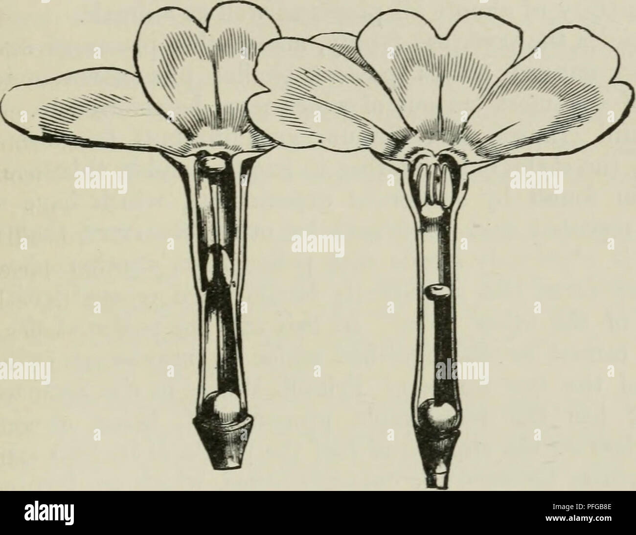 This work explores Darwin's theory of natural selection, focusing on ...