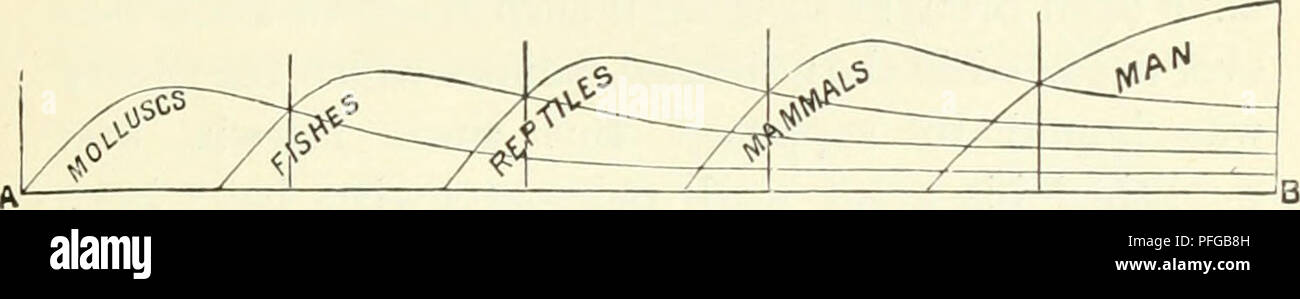 Darwin evolution diagram hi-res stock photography and images - Alamy