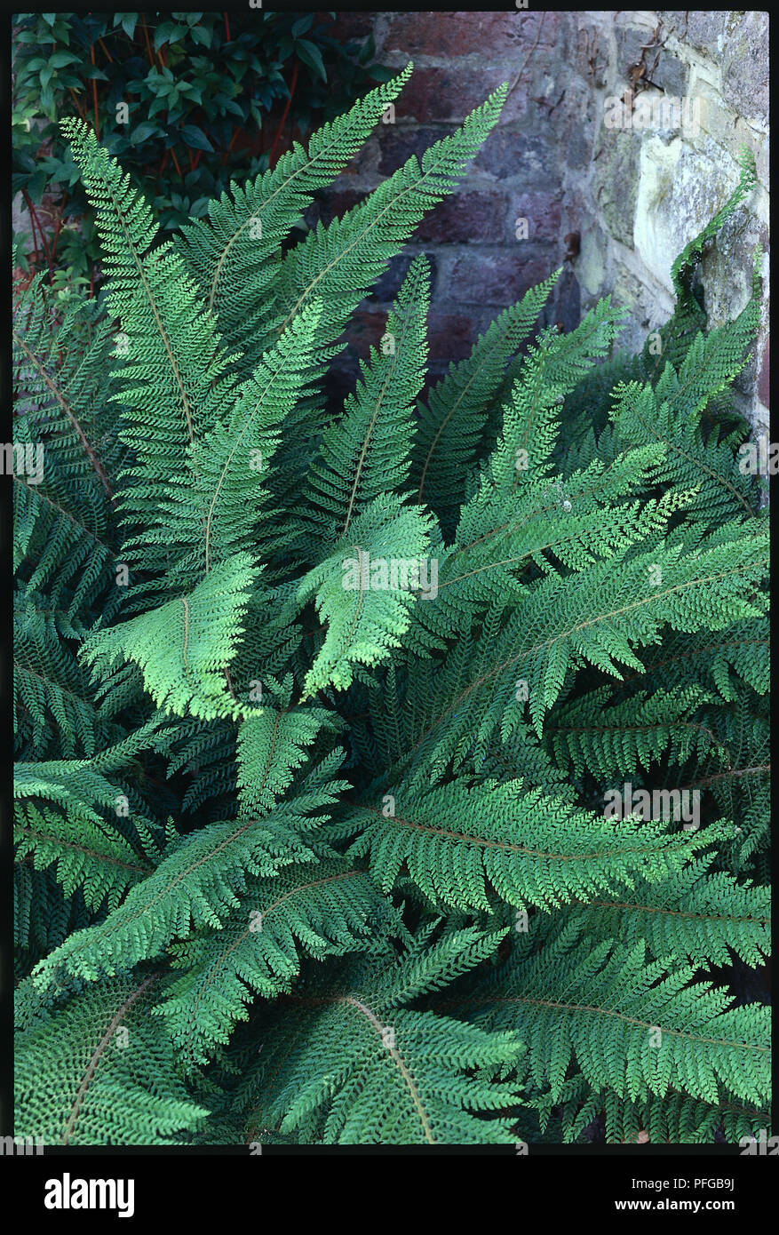 Fern leaves from Polystichum setiferum Divisilobum Group, Soft Shield ...