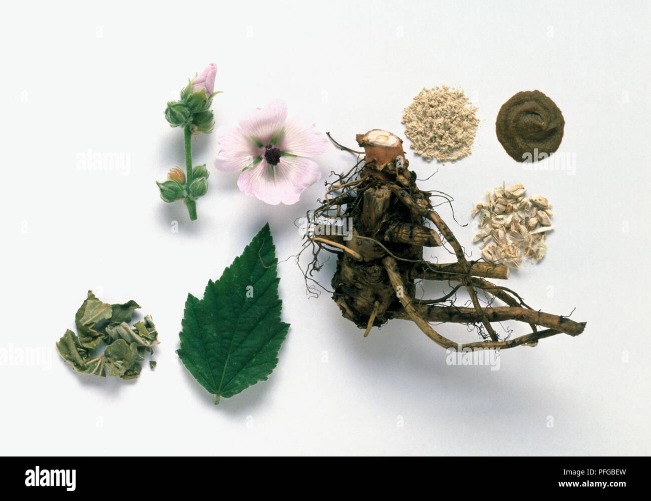 Althaea officinalis leaves hi-res stock photography and images - Alamy