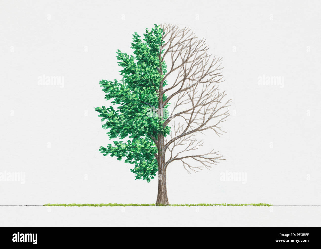 Illustration of Populus x Canadensis (Hybrid Black Poplar), one half ...