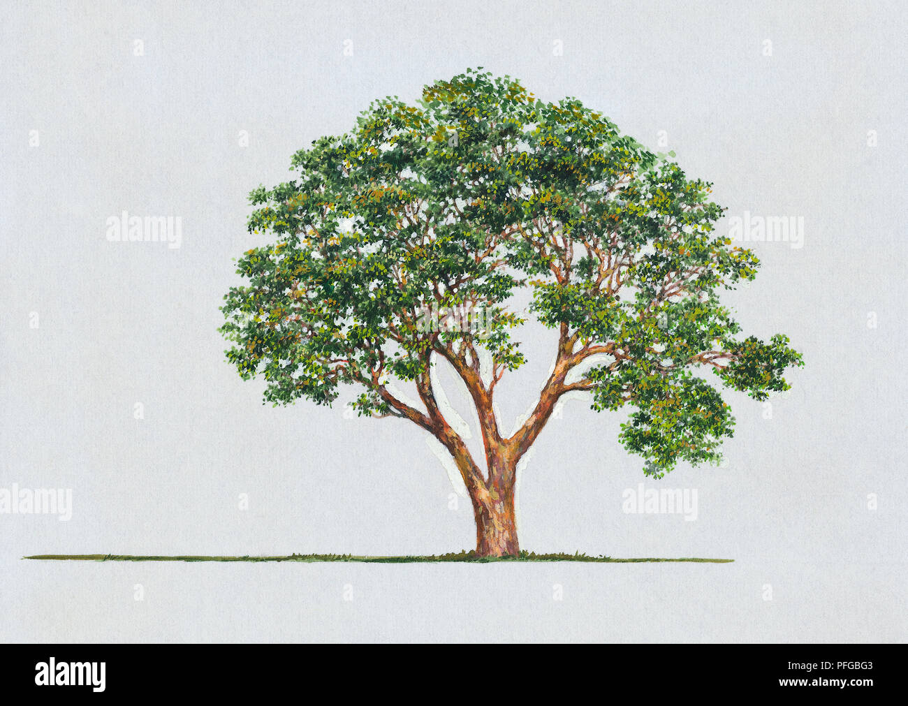 Illustration of Arbutus andrachne (Greek strawberry tree), evergreen ...