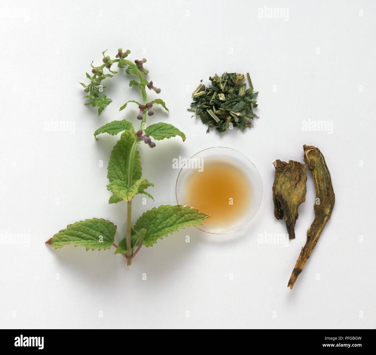 Scutellaria baicalensis hi-res stock photography and images - Alamy