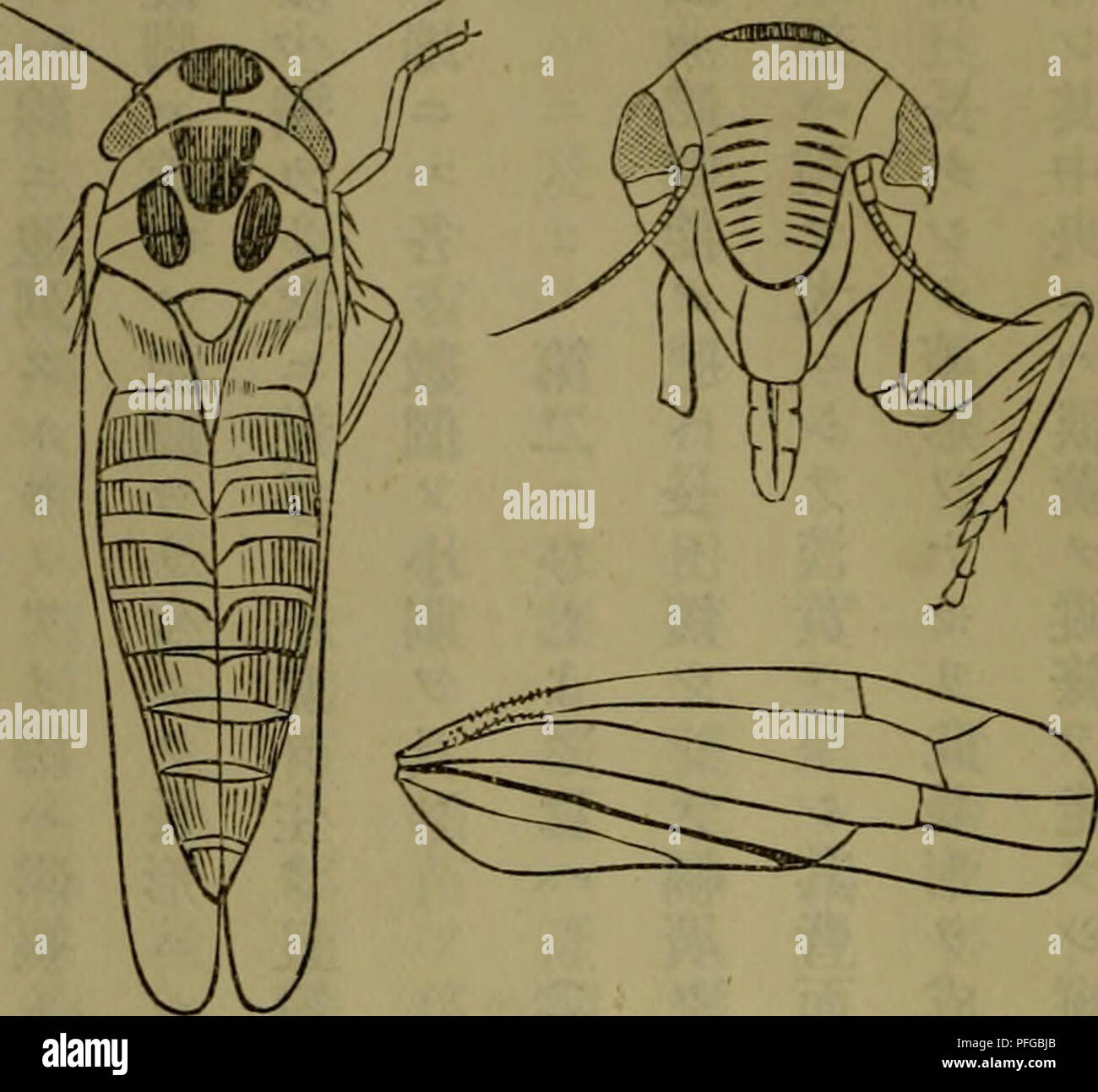 This zoological journal features various articles and studies on animal ...