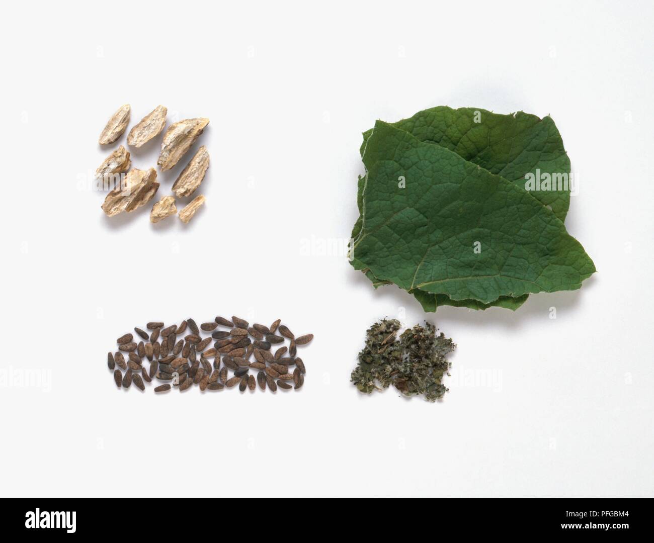 Arctium lappa (Burdock), dried root, fresh and dried leaves, and seeds ...