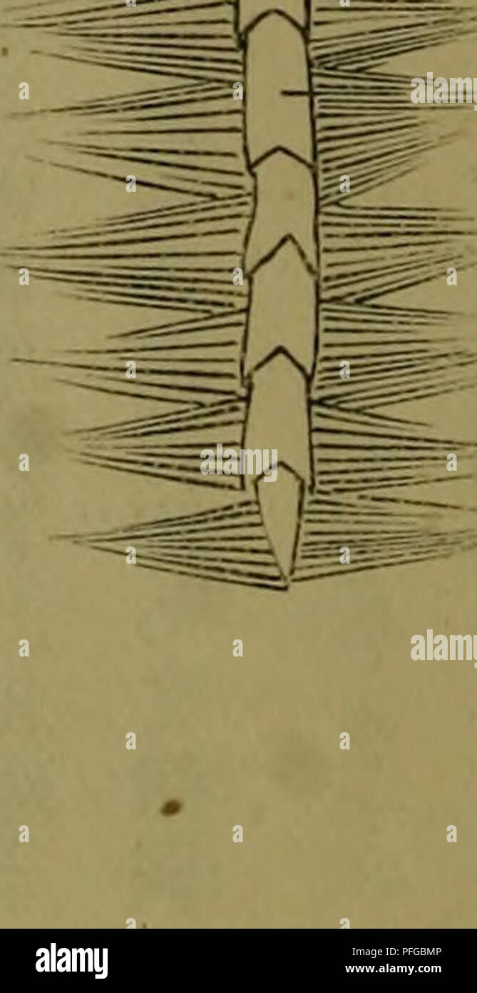 Tracheata a hi-res stock photography and images - Alamy