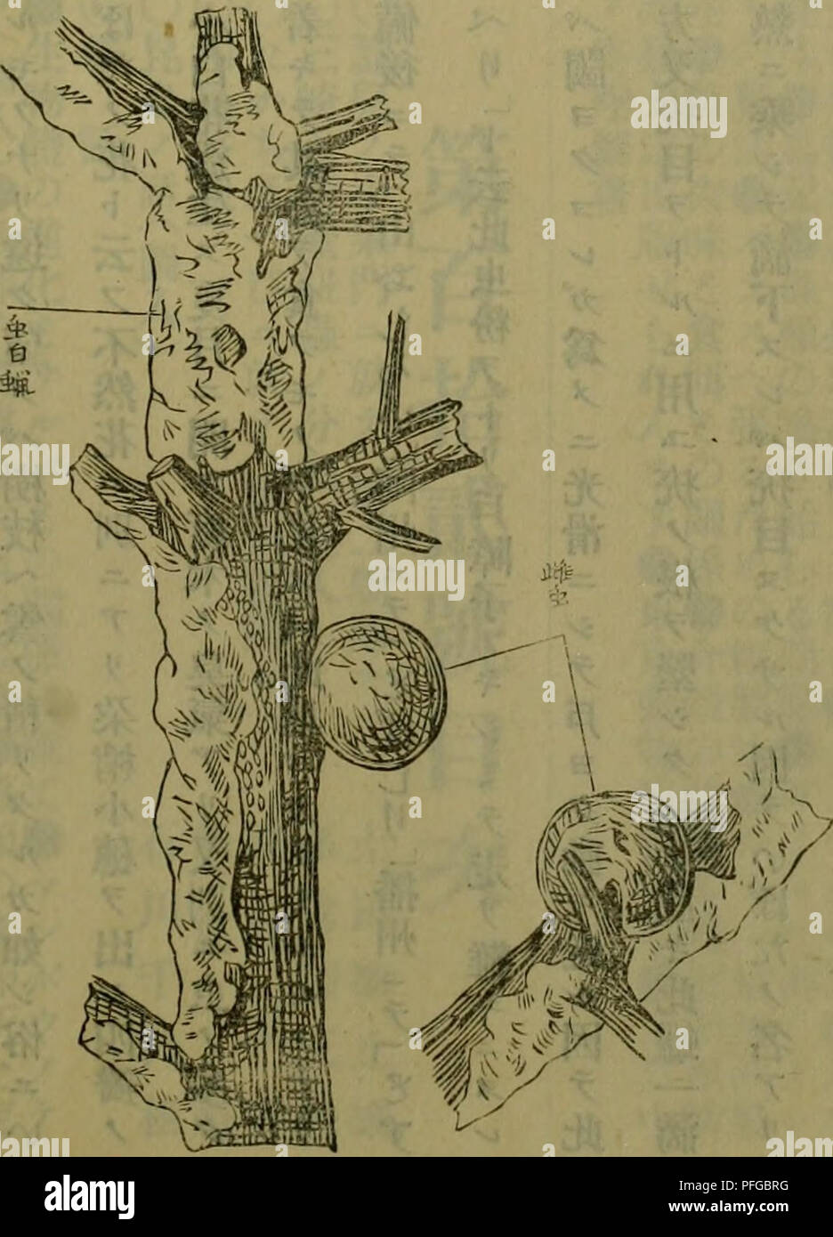 This image from a zoological journal illustrates various species and ...