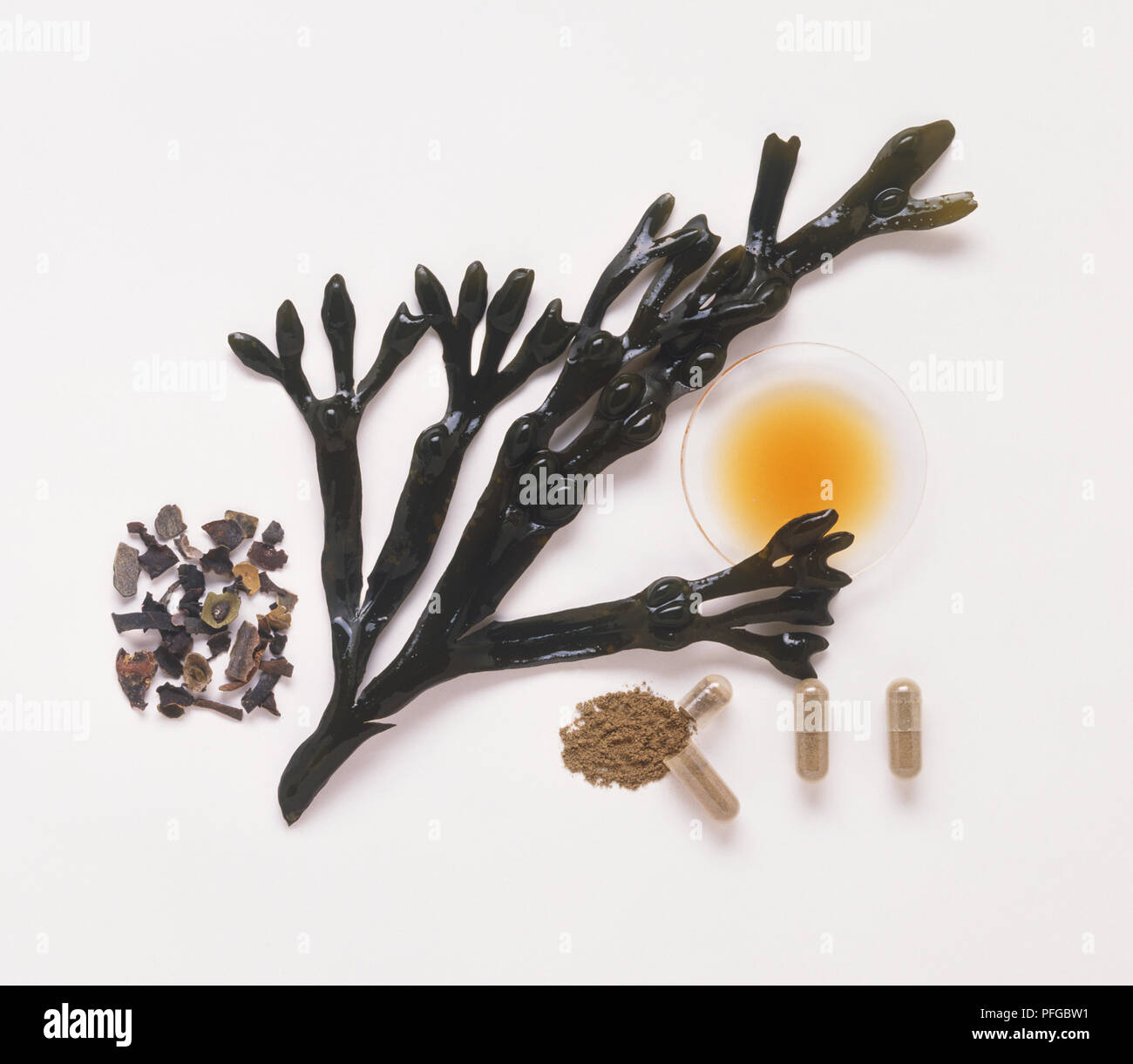 Fucus vesiculosis, fresh and dried Bladderwrack thalli, tincture, and ...