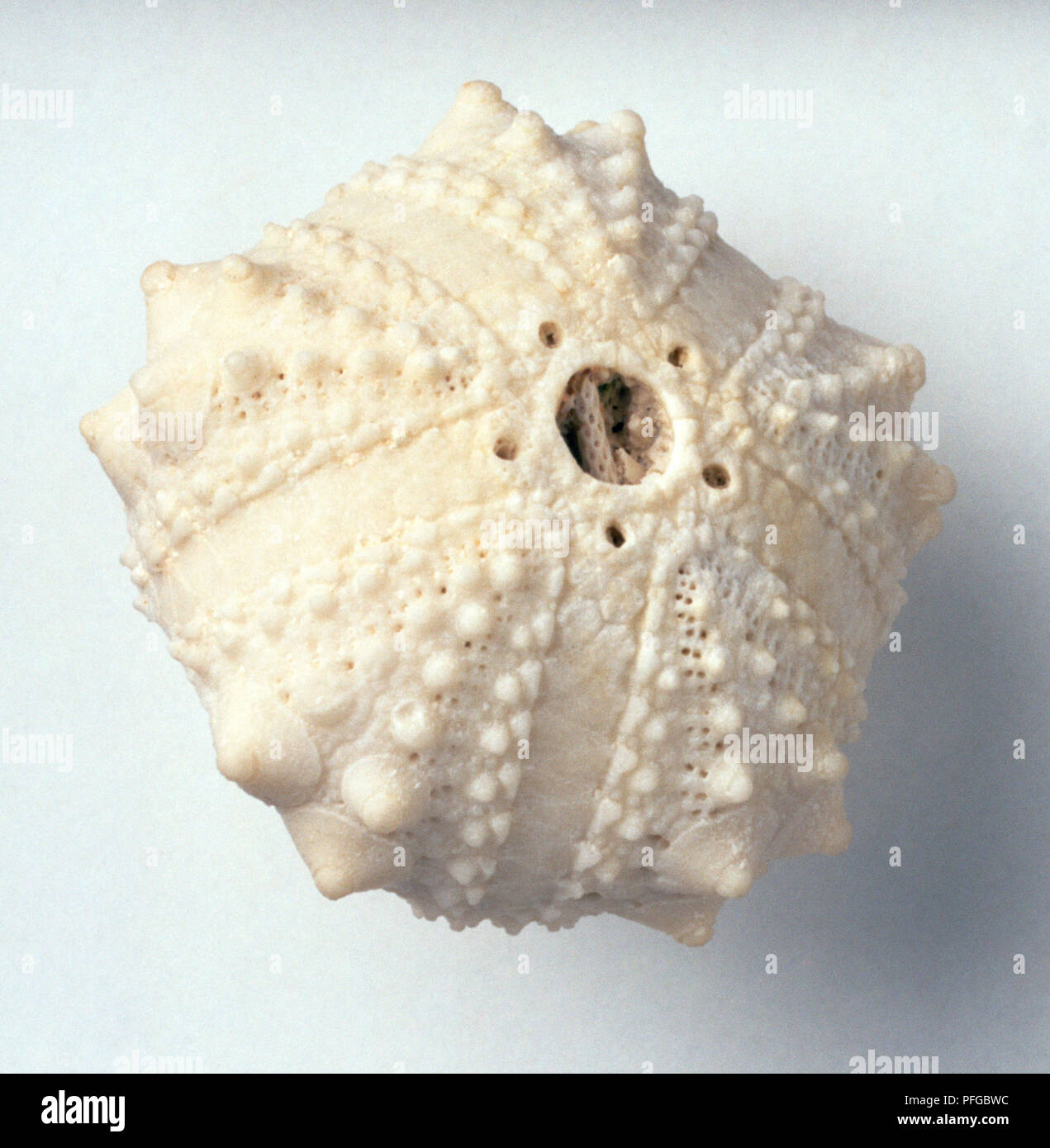 Echinoid hi-res stock photography and images - Alamy