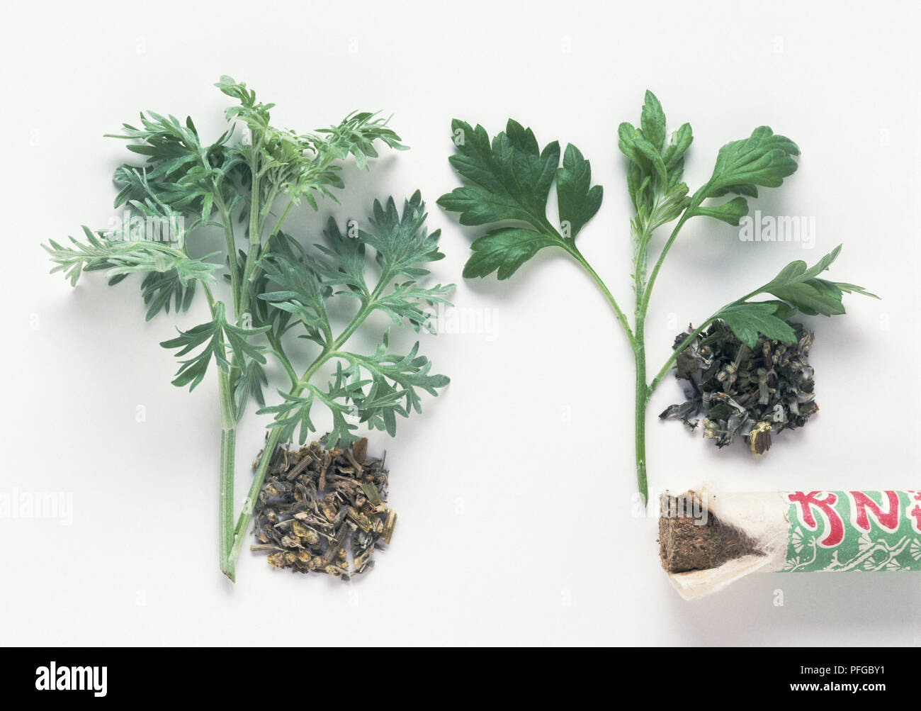 Wormwood, artemisia absinthium and mugwort, artemis, parts used: (left ...