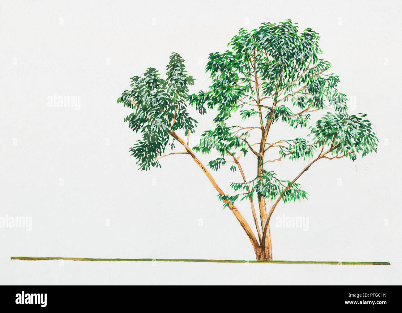 Illustration of Eucalyptus perriniana (Spinning Gum Stock Photo - Alamy