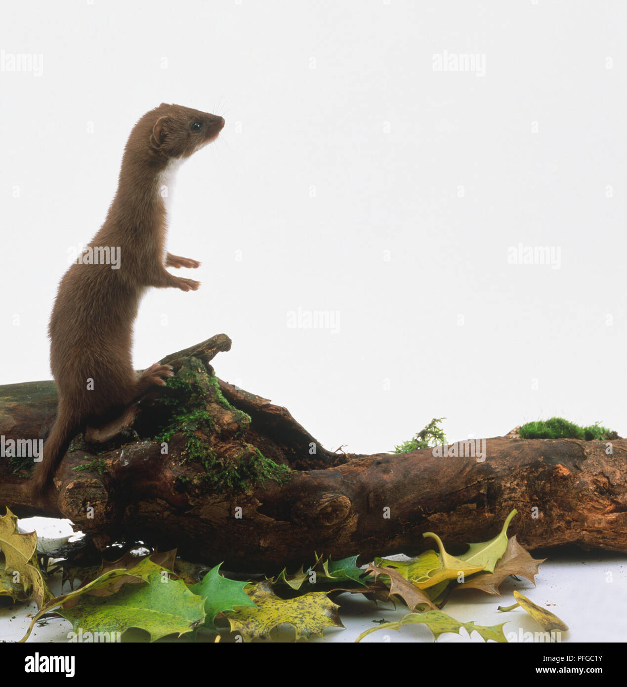 Weasel family hi-res stock photography and images - Alamy