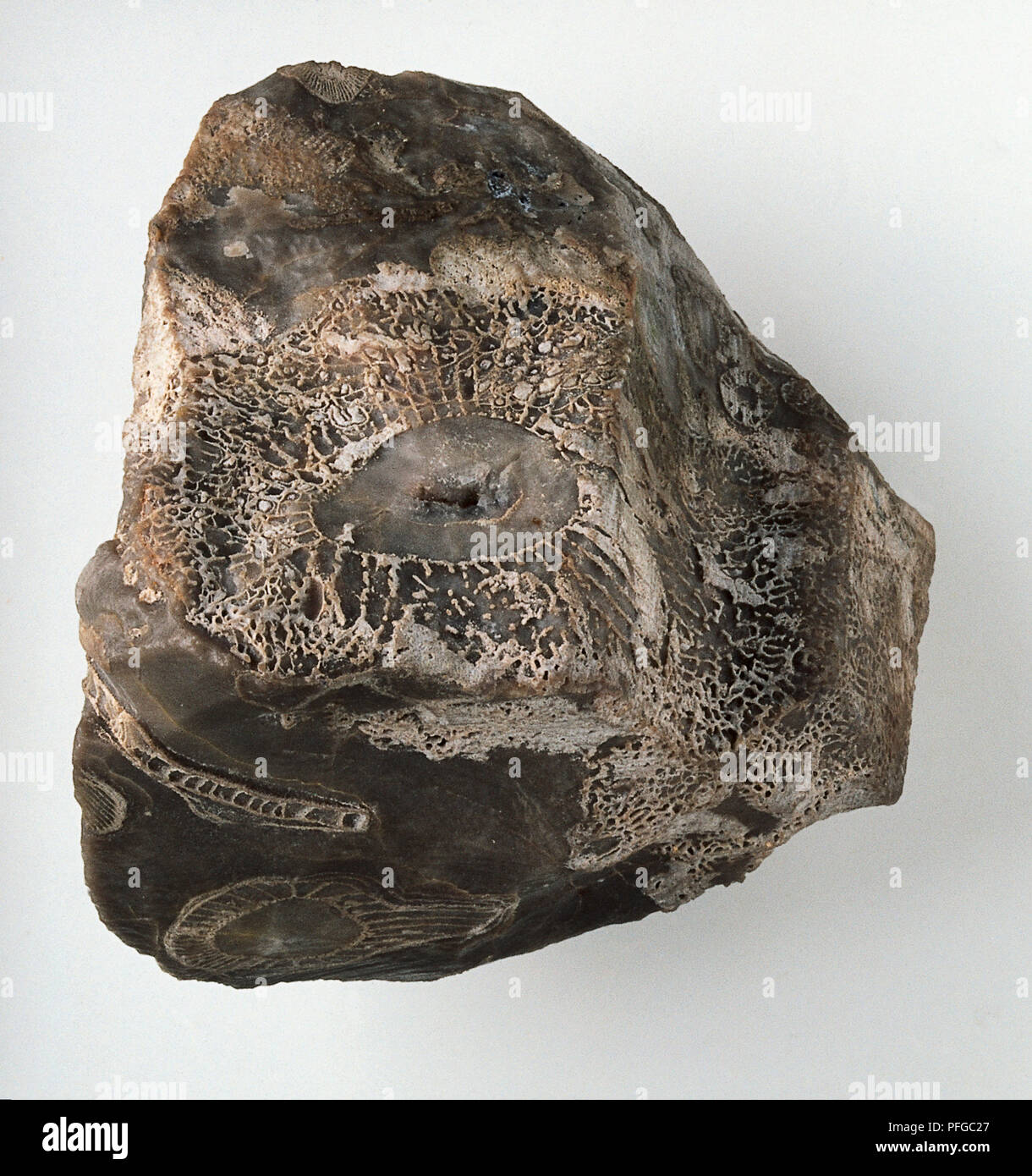 Fossilised sponge hi-res stock photography and images - Alamy