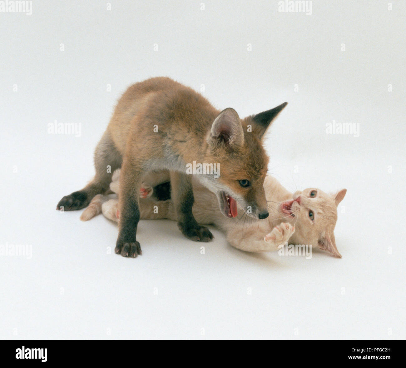 Fox overpowering a kitten Stock Photo - Alamy