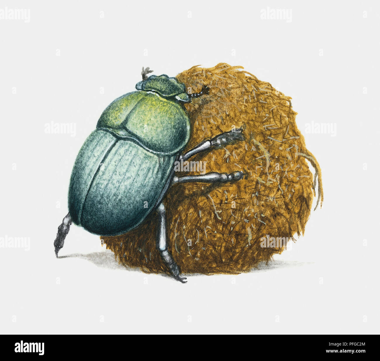 A green beetle with a large pile of dung Stock Photo - Alamy