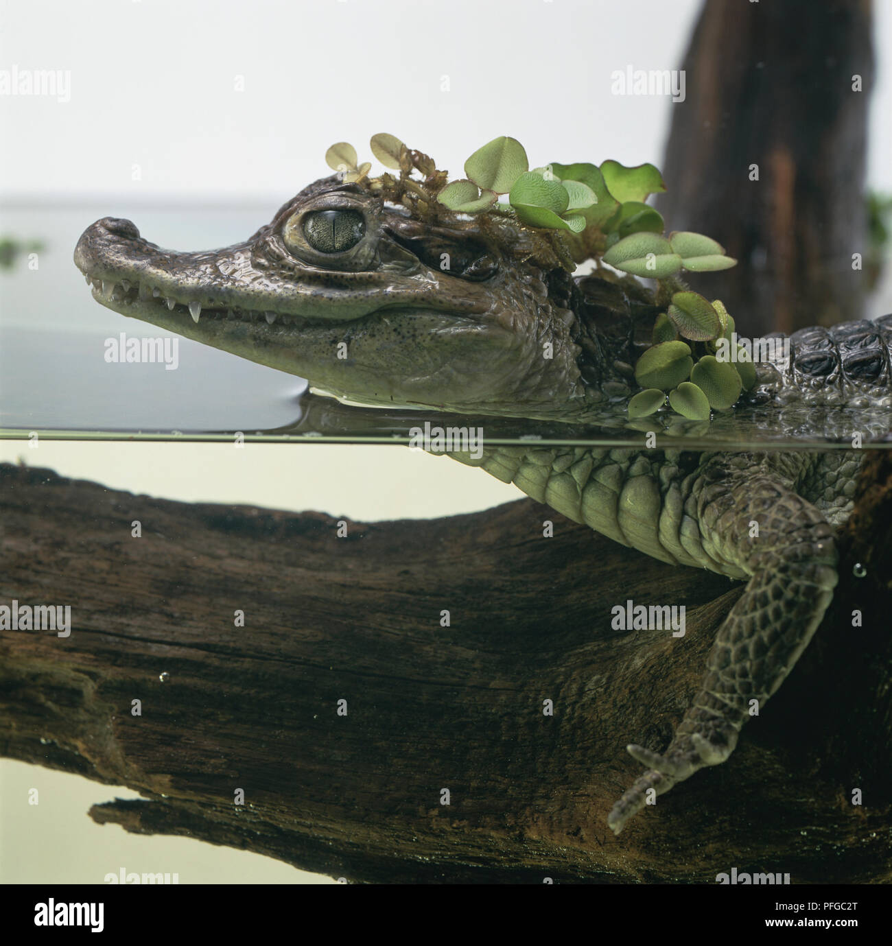Side view of head of Spectacled Caiman with head half-submerged covered ...