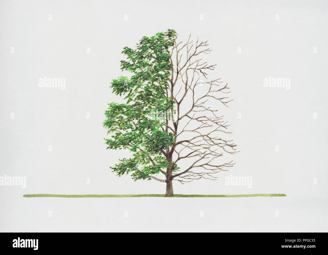 Illustration of Nothofagus pumilio (Lenga), one half covered in leaves ...
