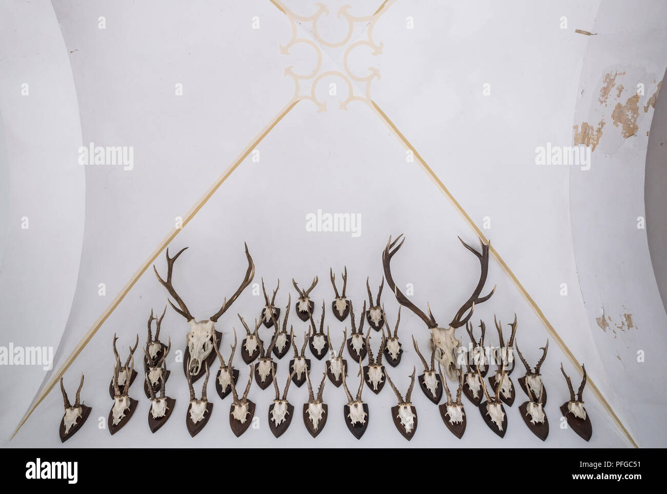 Deer antlers decorate a wall inside the Burg Rheinstein on the River ...