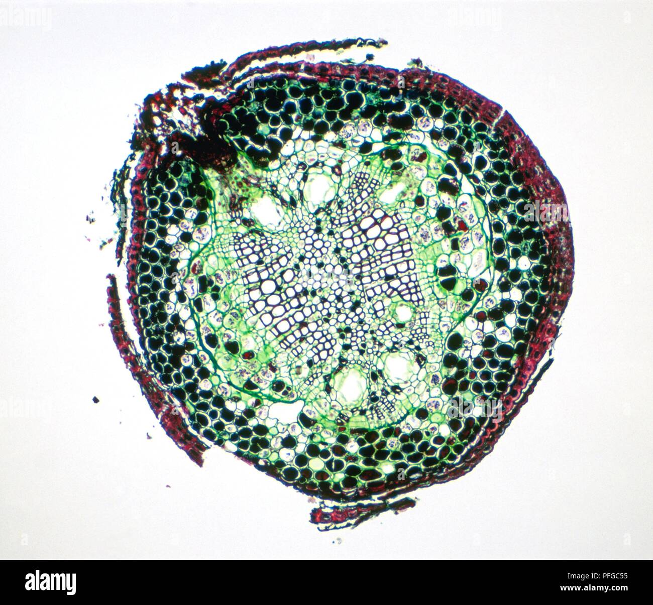 Micrograph cross section of young Pinus root Stock Photo - Alamy