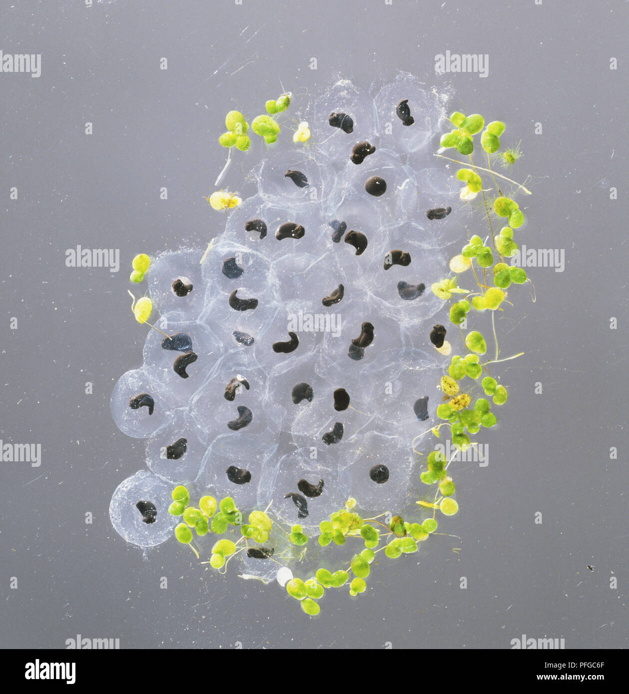 The develop of the frog hi-res stock photography and images - Alamy