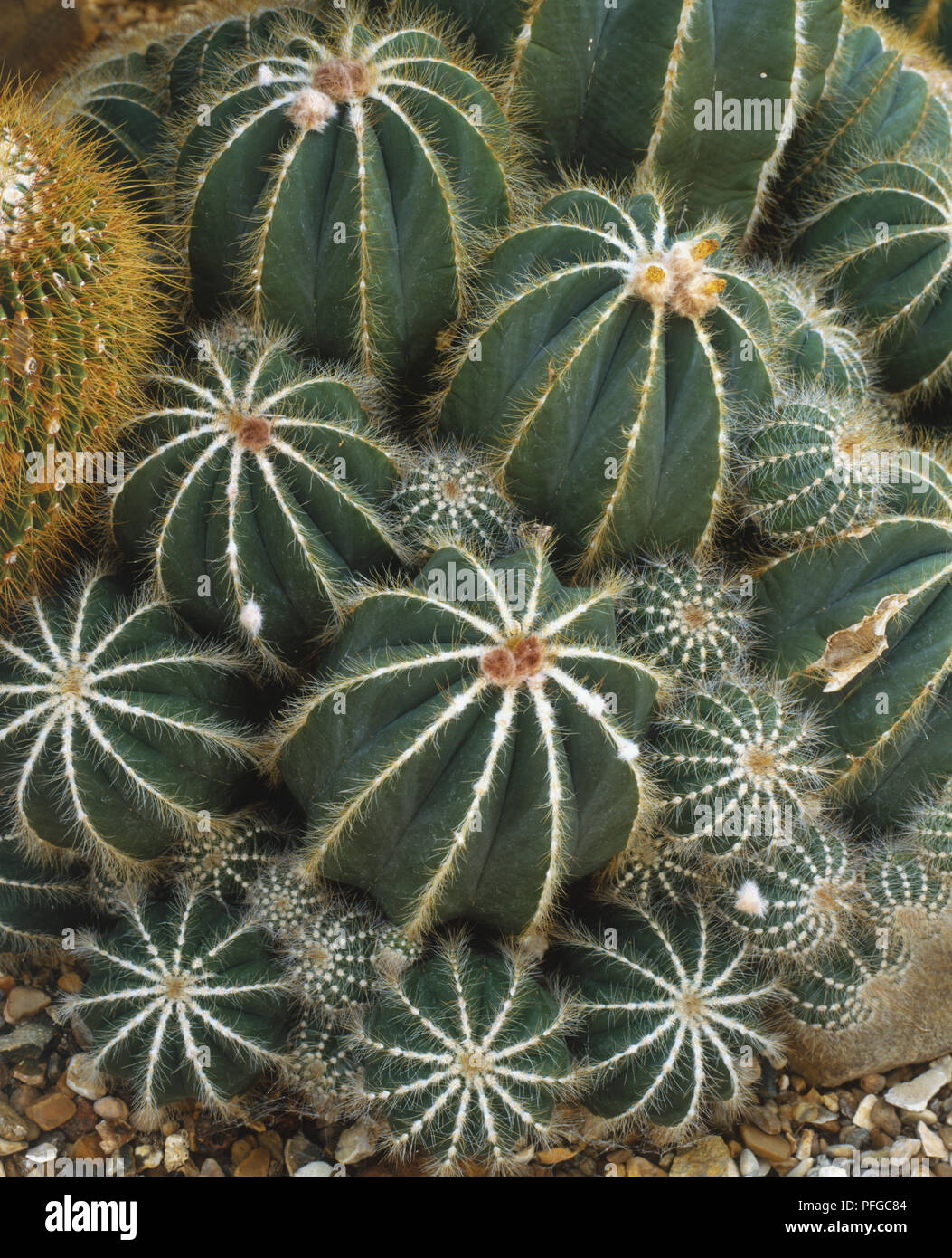 Variety of green coloured, round Cacti with spines, close up, view from ...
