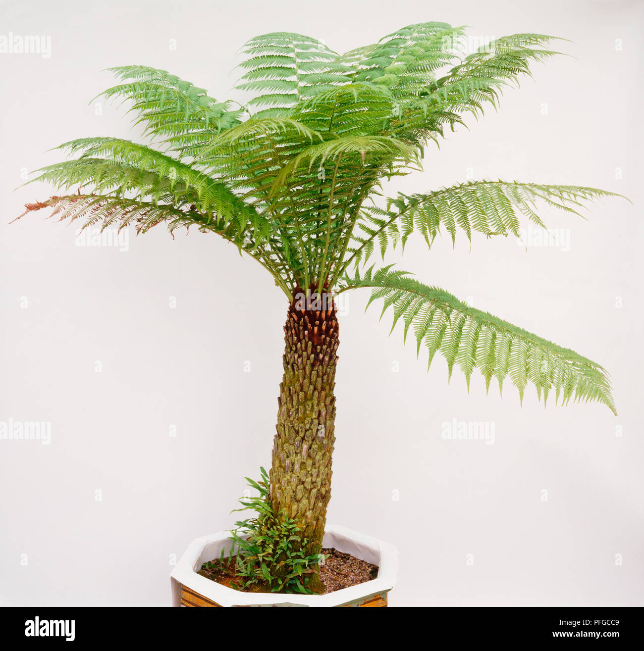 Australian tree fern hi-res stock photography and images - Alamy