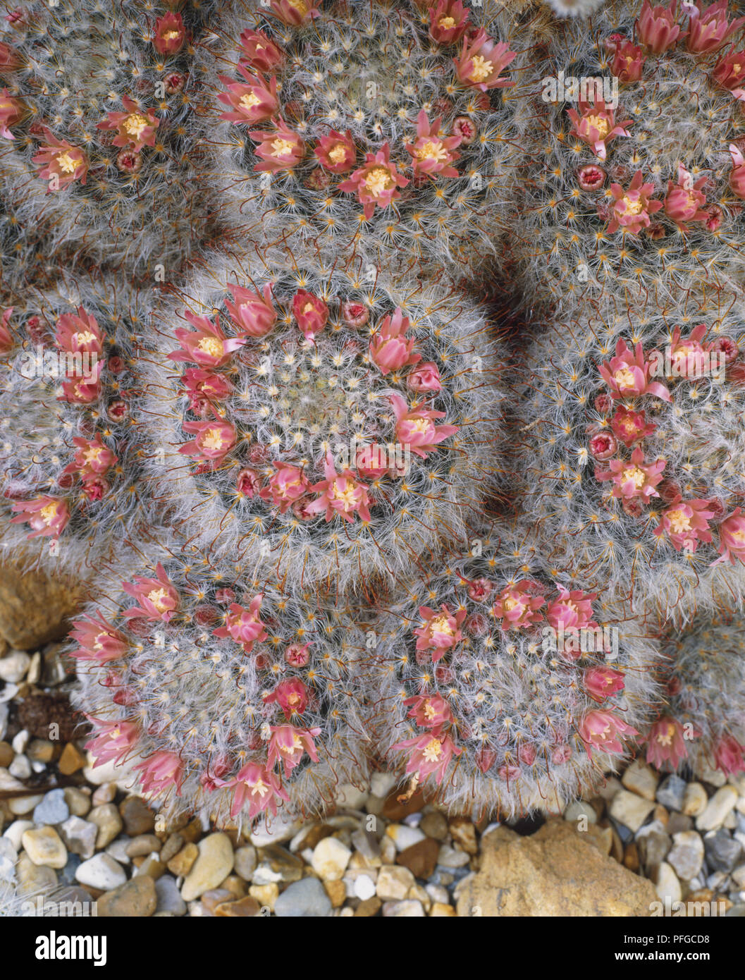 Mammillaria bocasana var. rubriflora, Snowball Cactus, cluster of round ...