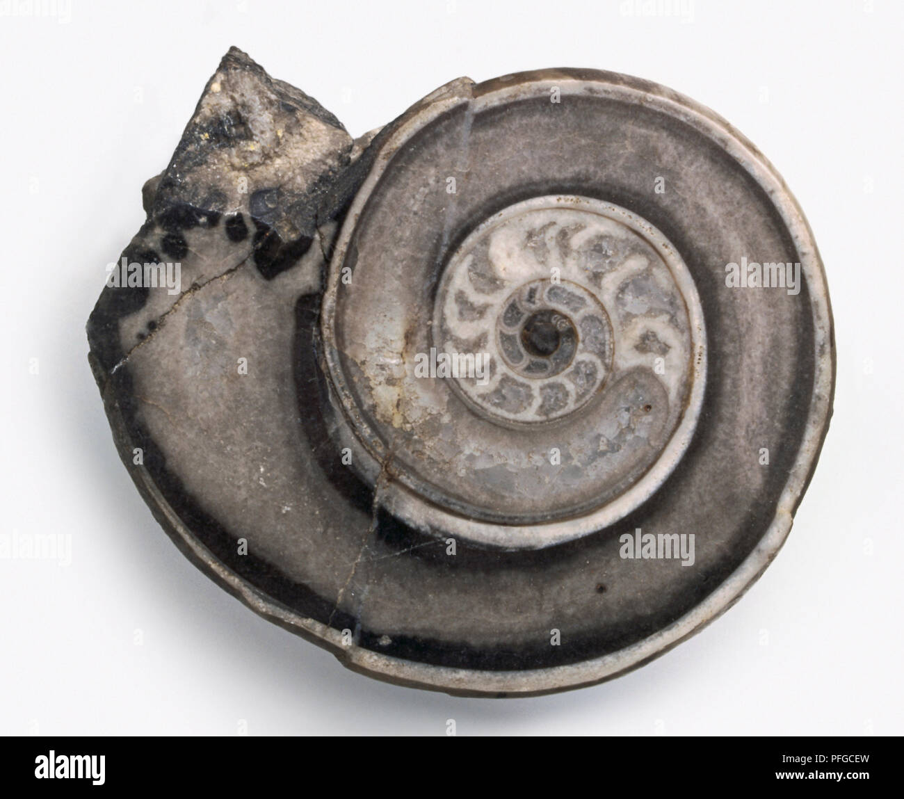 Euomphalus pentangulus, cross-section of fossilised sea snail Stock ...