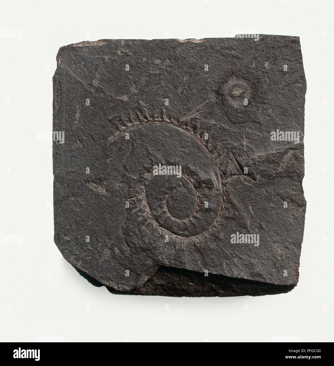 Monograptus, spiral-shaped fossil on black rock Stock Photo - Alamy