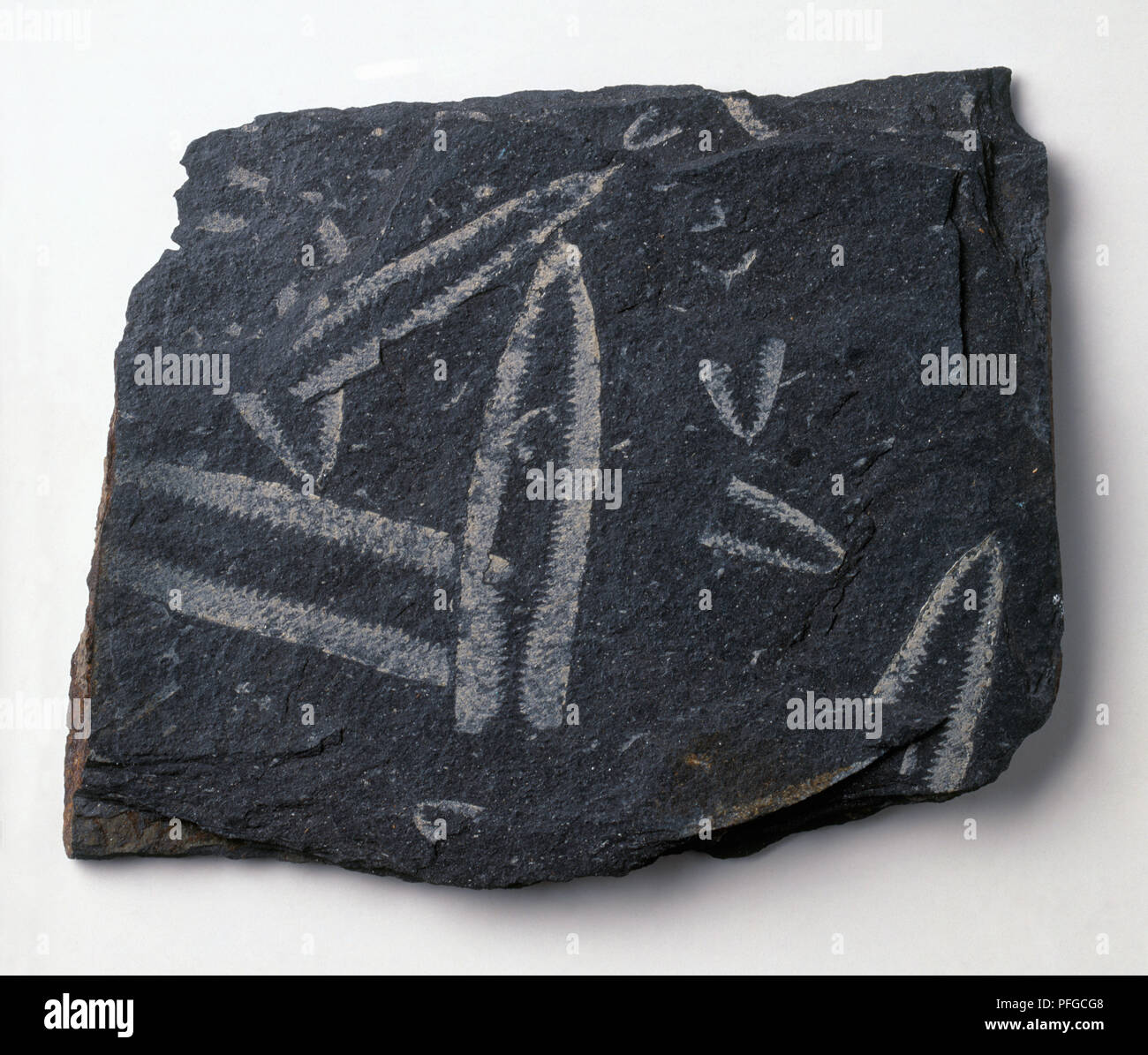 Graptolite hi-res stock photography and images - Alamy