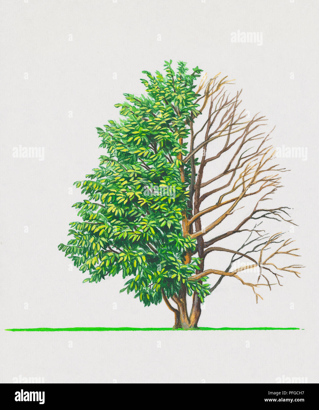 Illustration of Magnolia salicifolia 'Wada's Memory' (Willow-leaved ...