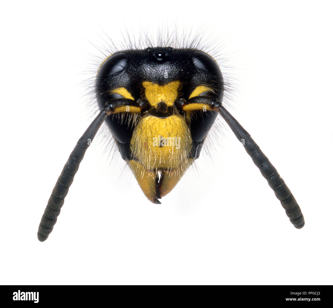 Insect magnification magnified Cut Out Stock Images & Pictures - Alamy