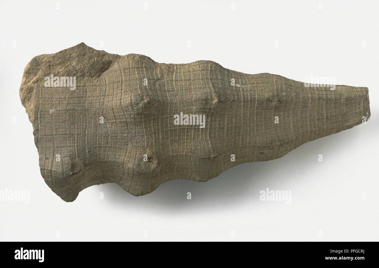 Fossil sponge hi-res stock photography and images - Alamy